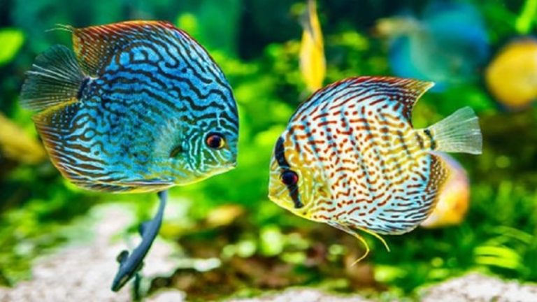 Fish: Definition, Characteristics, Classification, Types & Facts ...