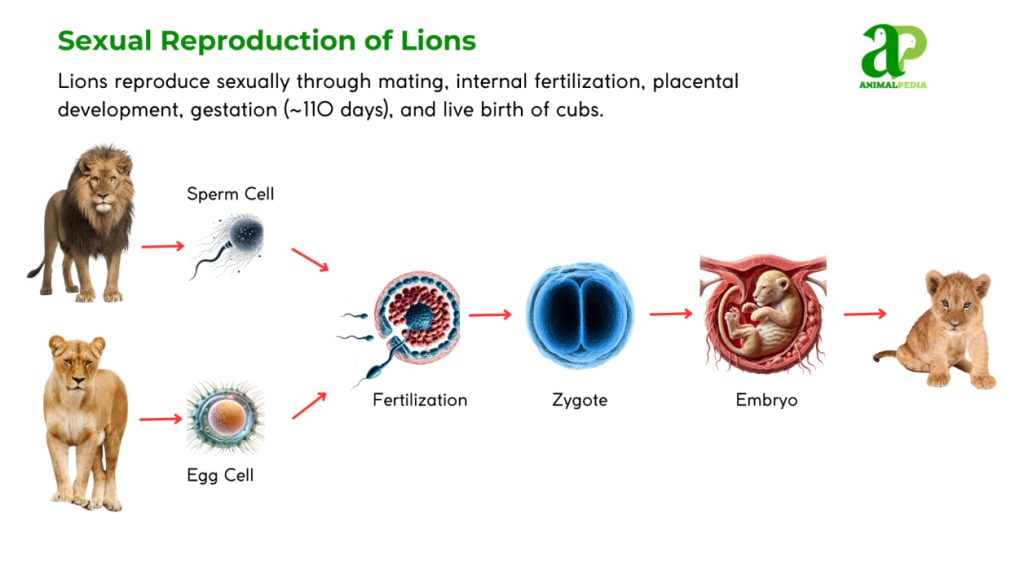Mammals: Characteristics, Types, Classification, Behaviors, Facts ...
