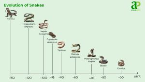 Snake: Characteristics, Types, Behaviors, Facts & Pictures