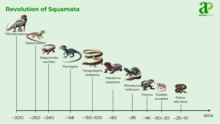 Squamata: Species Guide, Life Cycles and Adaptations - Animal Pedia