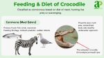 Crocodilia: Characteristics, Species, Habitat, Diet, Behaviors & Pictures