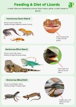 Lizards: Definition, Characteristics, Types, Behaviour & Facts
