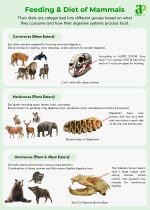 Mammals: Characteristics, Types, Classification, Behaviors, Facts ...