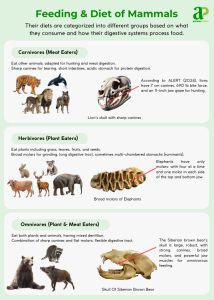 Mammals: Characteristics, Types, Classification, Behaviors, Facts ...