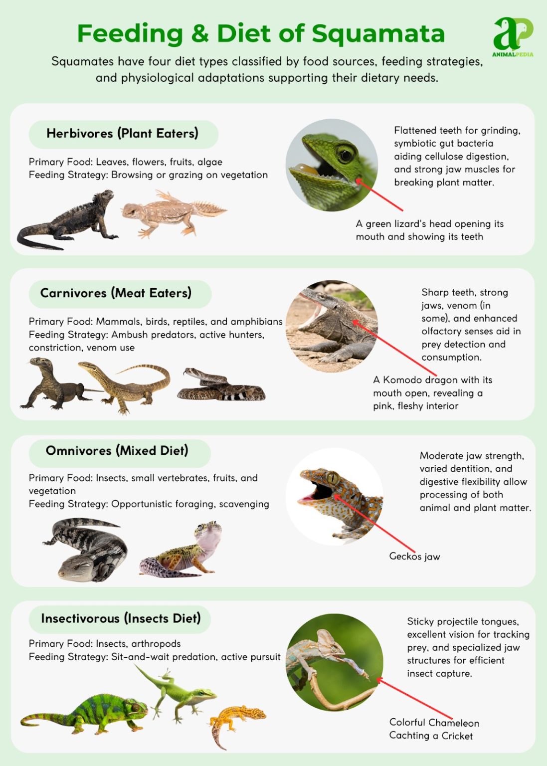 Squamata: Species Guide, Life Cycles and Adaptations - Animal Pedia