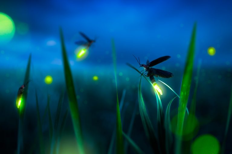 Insects - Definition, Characteristics, Types, Behaviors & Facts