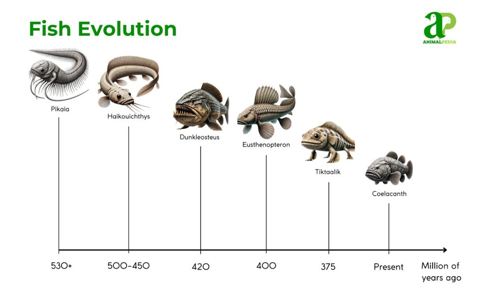 Fish: Classification, Types, Characteristics & Feeding Habits
