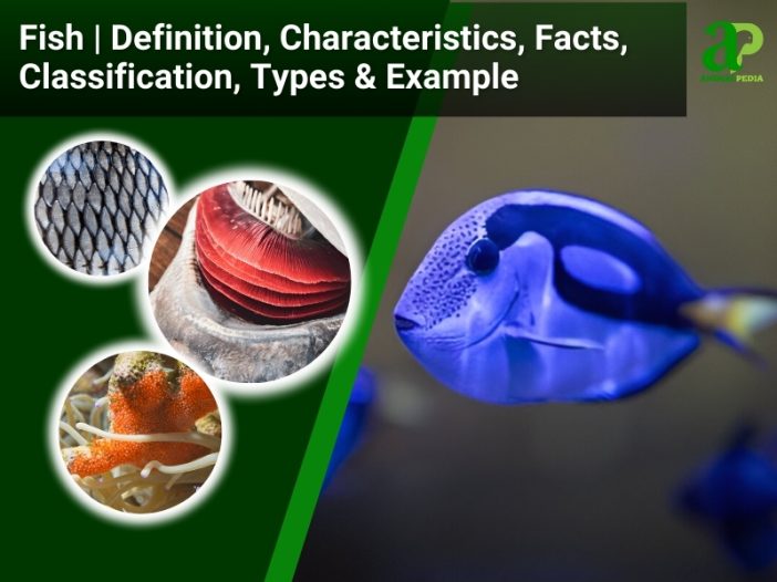 Fish: Classification, Types, Characteristics & Feeding Habits