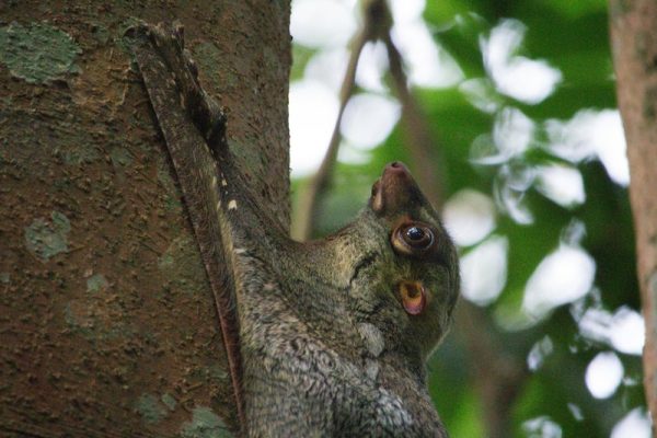 Mammals: Characteristics, Types, Classification, Behaviors, Facts ...