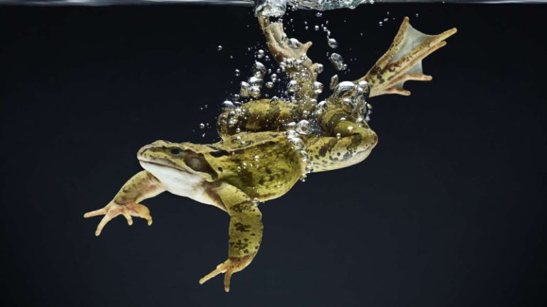 Amphibians: Species Guide, Life Cycles and Adaptations
