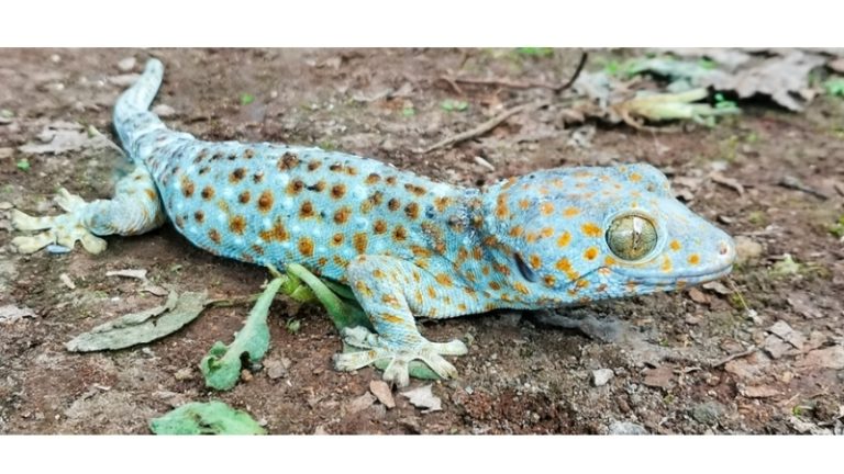 Squamata: Species Guide, Life Cycles and Adaptations - Animal Pedia