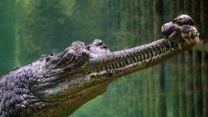 Reptiles: Characteristics, Classification, Evolution, Behaviors, Facts ...