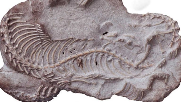 Squamata: Species Guide, Life Cycles and Adaptations - Animal Pedia