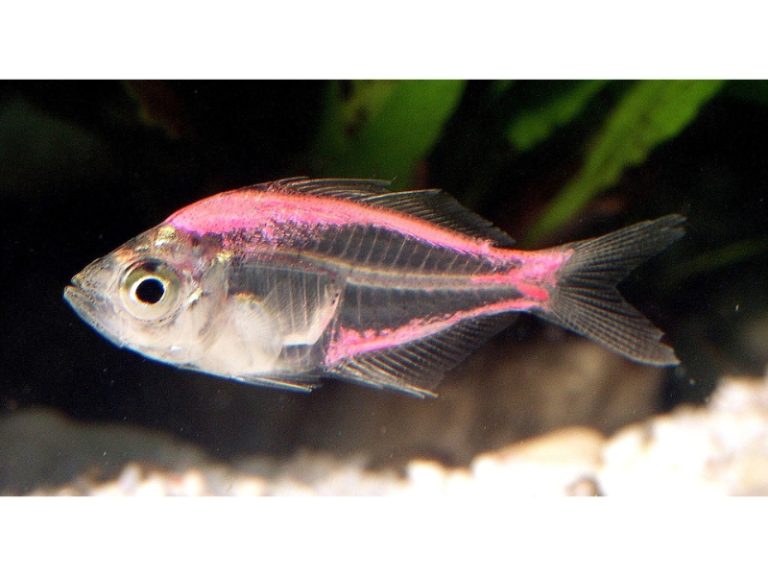 50+ Animals that start with I - Classified lists with Pictures and Fun ...