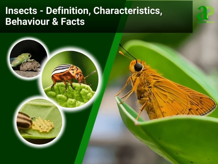 Insects: Types, Characteristics, Classification, and Fascinating Facts