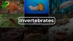 Invertebrates: Definition, Characteristics, Facts, Classification ...