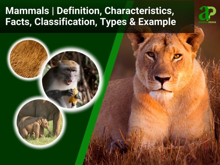 Mammals: Characteristics, Types, Classification, Behaviors, Facts ...
