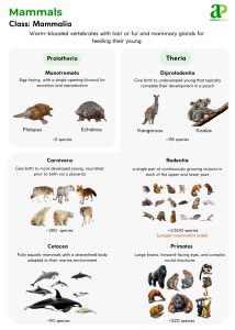 Mammals: Characteristics, Types, Classification, Behaviors, Facts ...