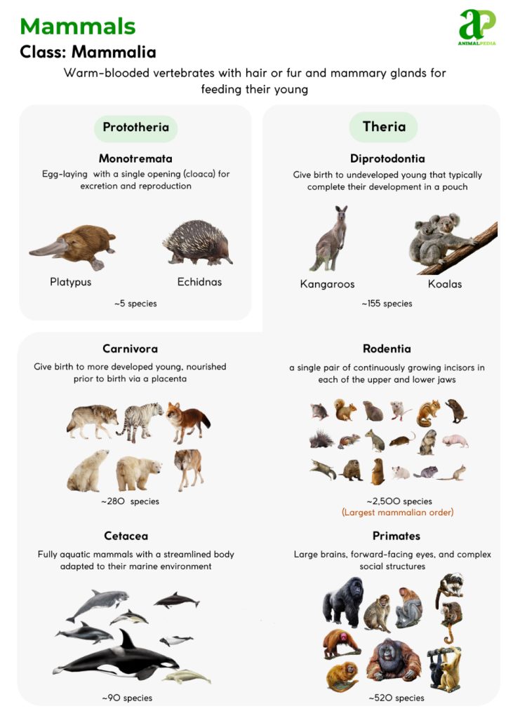 Mammals: Characteristics, Types, Classification, Behaviors, Facts ...
