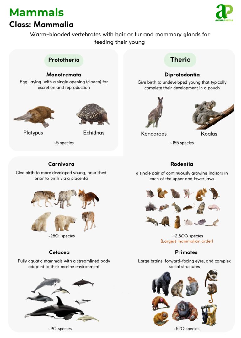 Mammals: Characteristics, Types, Classification, Behaviors, Facts & Pictures