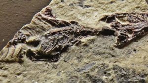 Squamata: Species Guide, Life Cycles and Adaptations - Animal Pedia