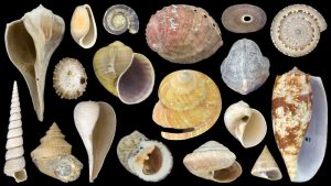 Invertebrates: Definition, Characteristics, Facts, Classification ...