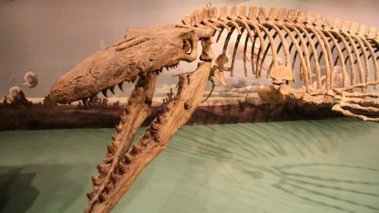 Squamata: Species Guide, Life Cycles and Adaptations - Animal Pedia