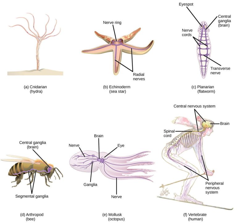 Invertebrates: Definition, Characteristics, Facts, Classification ...