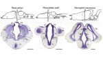 Amphibians: Species Guide, Life Cycles and Adaptations
