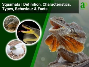 Squamata: Species Guide, Life Cycles and Adaptations - Animal Pedia