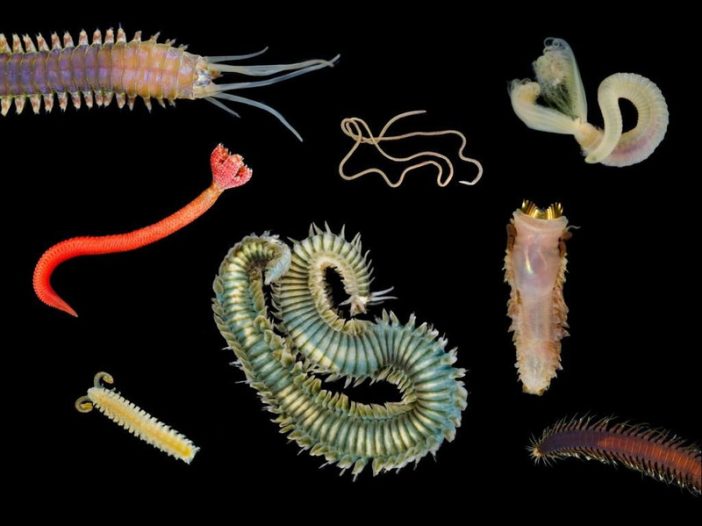 Invertebrates: Definition, Characteristics, Facts, Classification ...