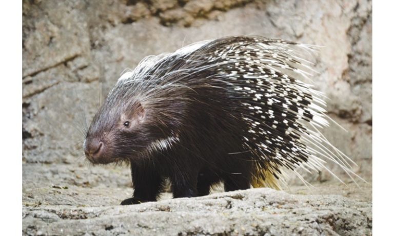 Mammals: Characteristics, Types, Classification, Behaviors, Facts ...
