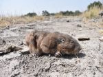 30+ Animals that start with Q - Classified lists with Pictures and Fun ...