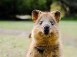 30+ Animals that start with Q - Classified lists with Pictures and Fun ...