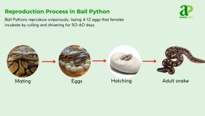 Snake: Characteristics, Types, Behaviors, Facts & Pictures