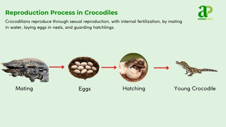 Crocodilia: Characteristics, Species, Habitat, Diet, Behaviors & Pictures