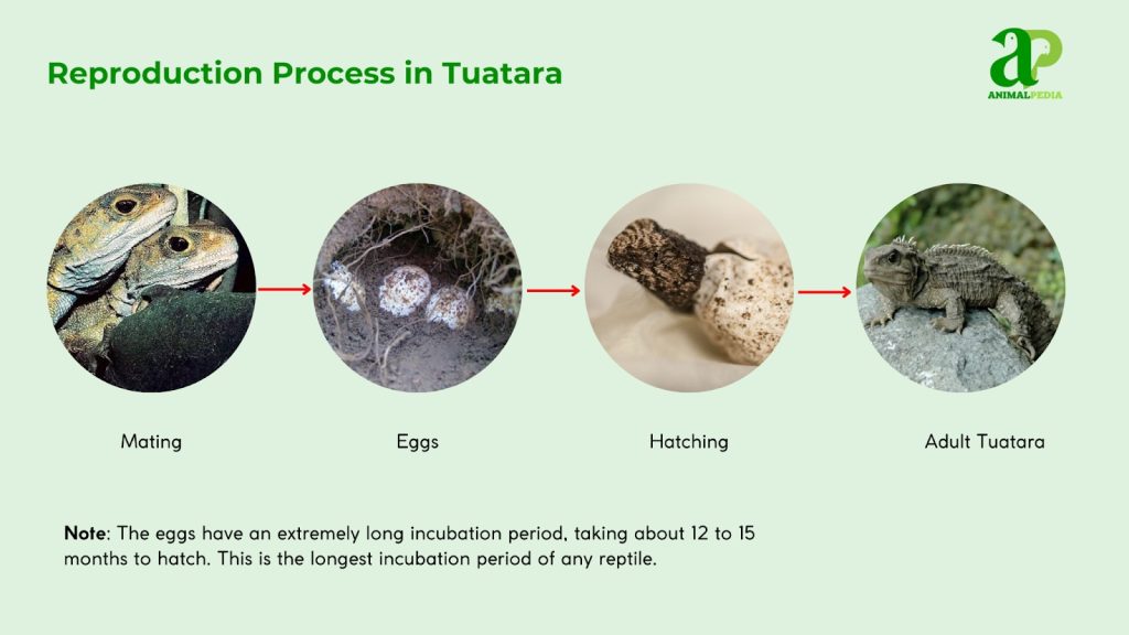 Rhynchocephalia: Species Guide, Life Cycles and Adaptations - Animal Pedia
