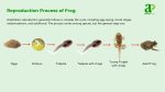 Amphibians: Species Guide, Life Cycles and Adaptations