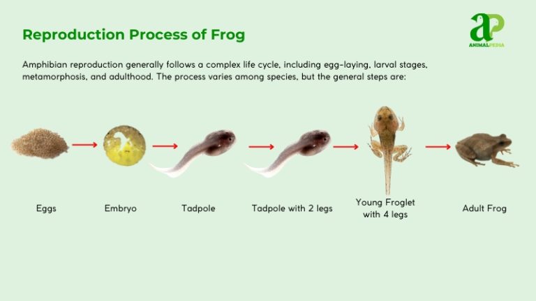 Amphibians: Species Guide, Life Cycles and Adaptations