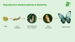 Insects - Definition, Characteristics, Types, Behaviors & Facts