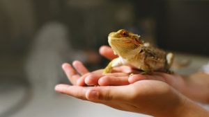 Reptiles: Classification, characteristics, types, behaviors & feeding ...