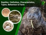 Reptiles: Characteristics, Classification, Evolution, Behaviors, Facts ...