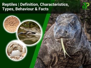Reptiles | Species Directory & Classification