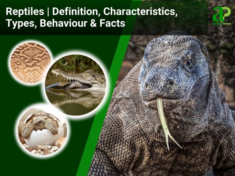Reptiles | Species Directory & Classification