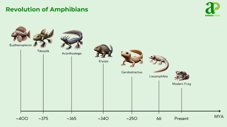 Amphibians: Species Guide, Life Cycles and Adaptations