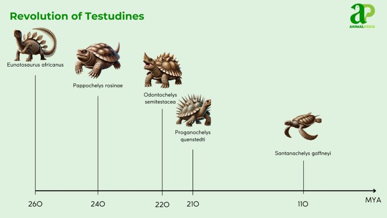 Testudines: Definition, Characteristics, Types, Behaviour & Facts