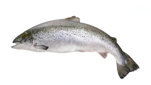 Fish: Definition, Characteristics, Classification, Types & Facts ...