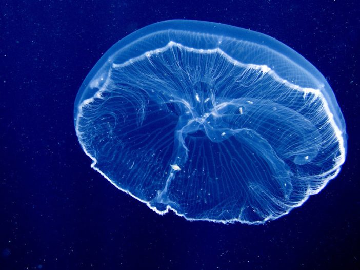 Invertebrates: Definition, Characteristics, Facts, Classification ...