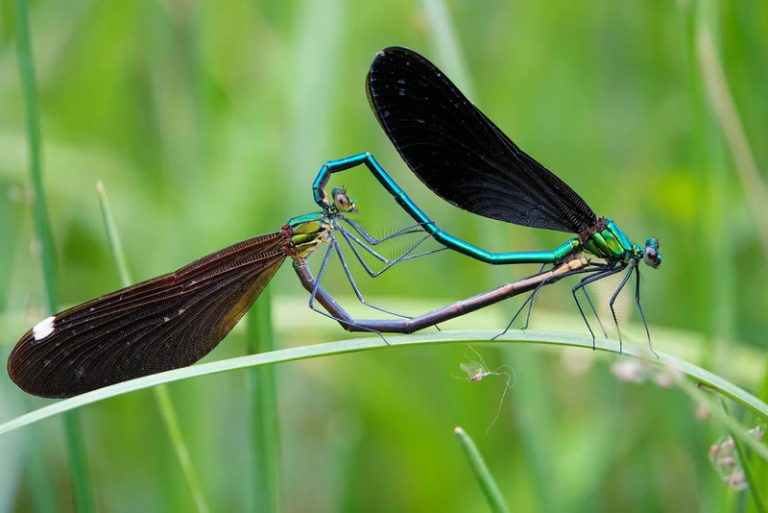 Invertebrates: Definition, Characteristics, Facts, Classification ...