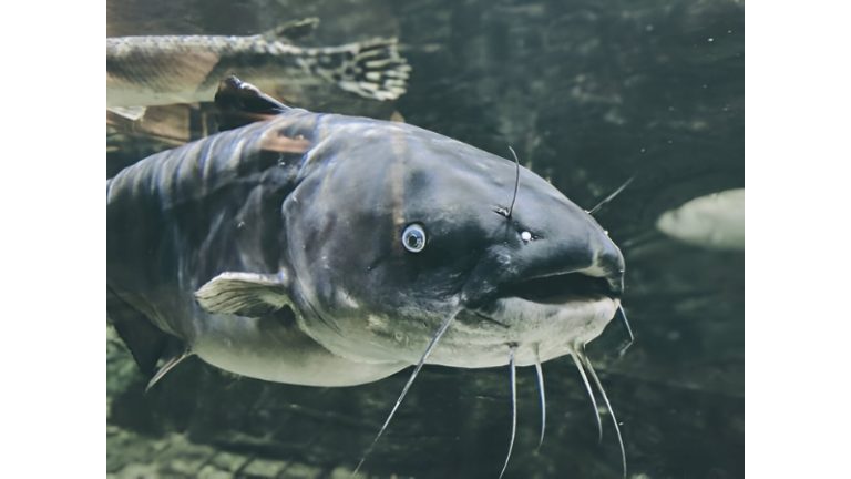 Fish: Definition, Characteristics, Classification, Types & Facts ...